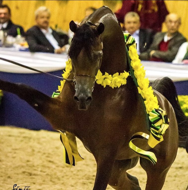 EKS Alihandro | Athbah StudAthbah Stud | For Arabians