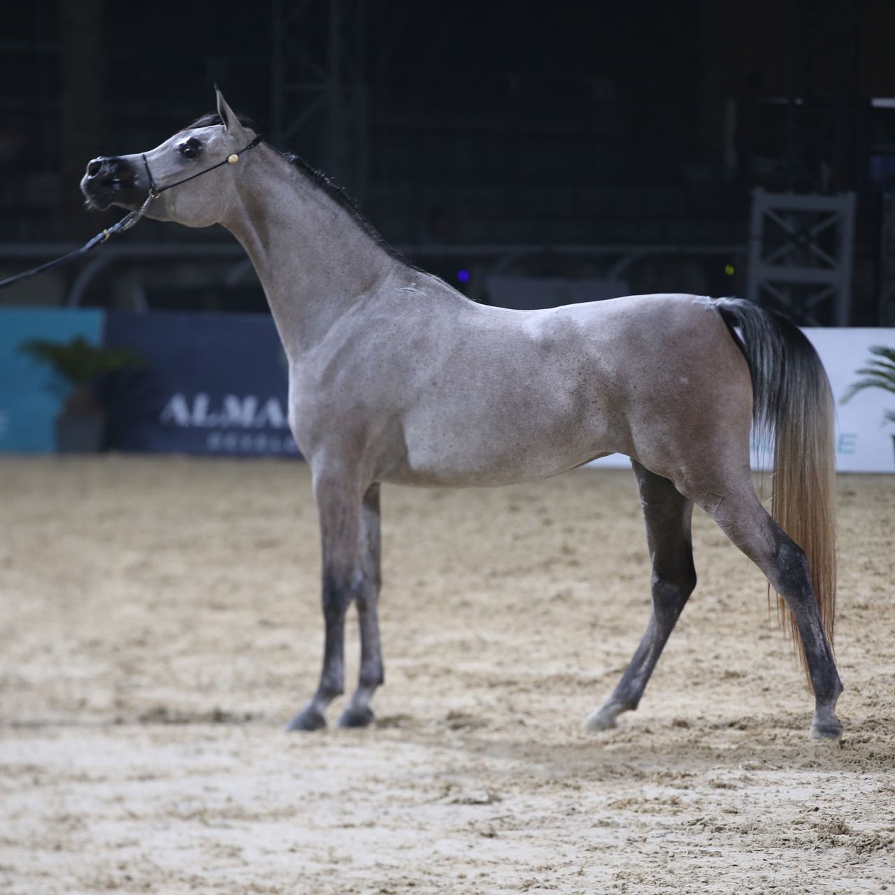 Egypt National Arabian Horse Championship | Athbah StudAthbah Stud ...